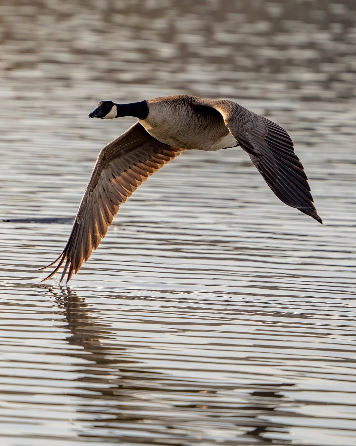 Digital Download, Goose, Canadian Goose, Bird Photography, Wildlife ...