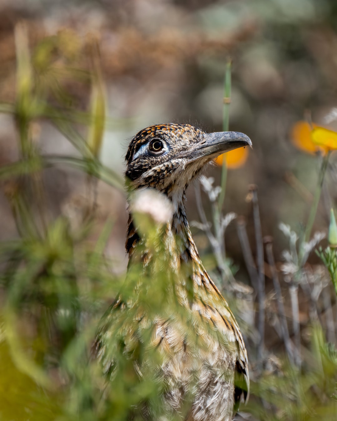Digital Download, Roadrunner, Bird Photography, Wildlife Photography ...