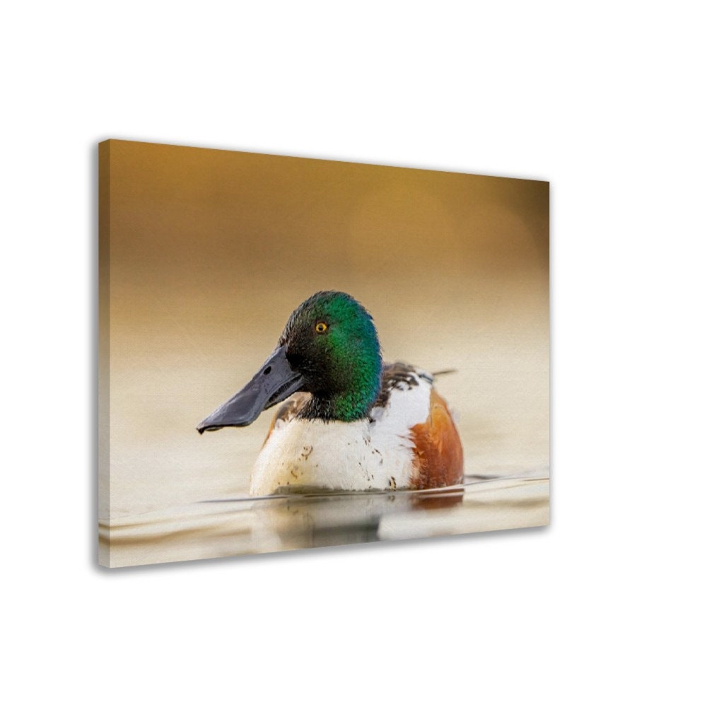 Bird Photography, Bird Print, Duck, Northern Shoveler, Wildlife ...