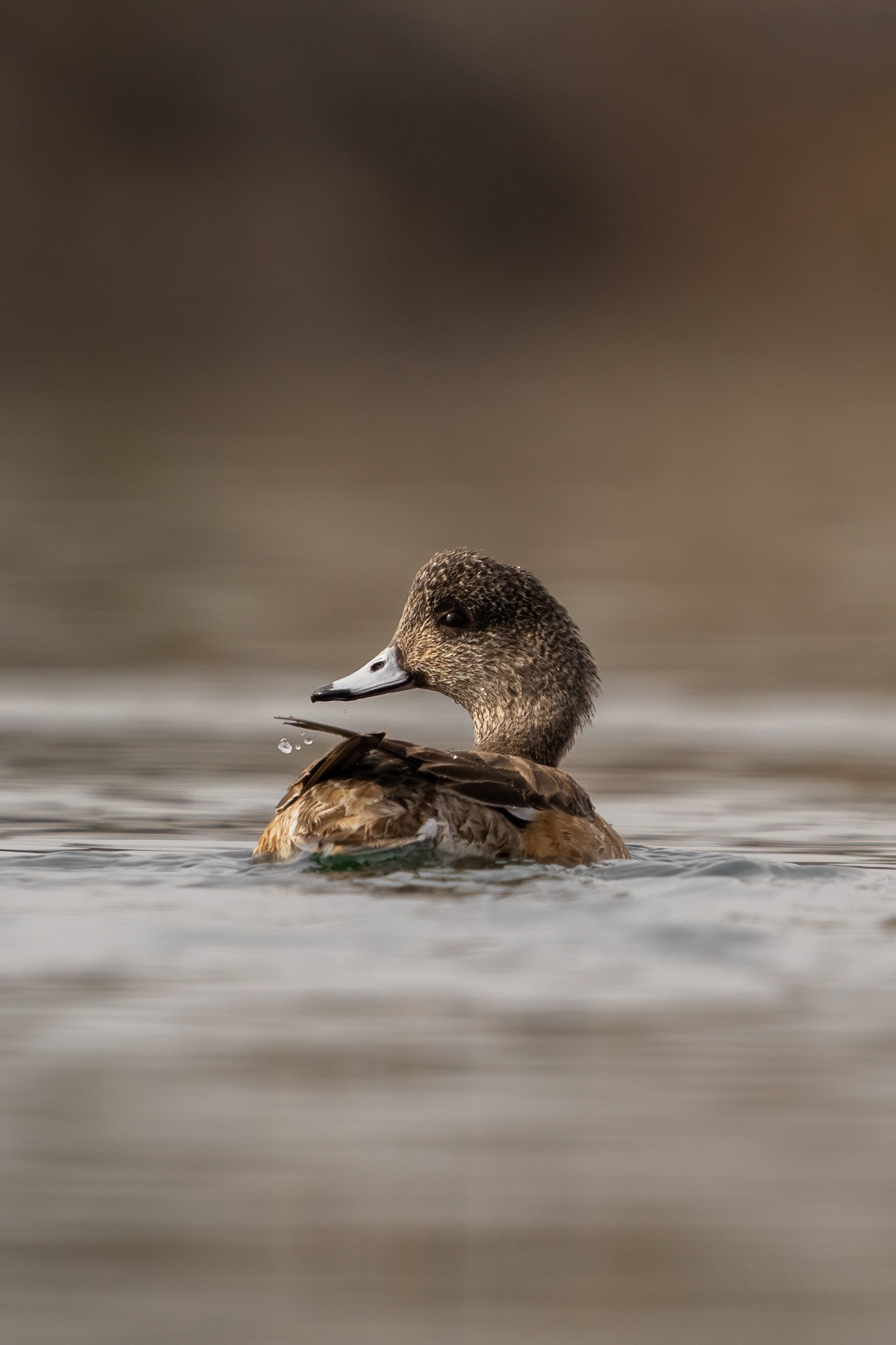 Digital Download, Duck, American Wigeon, Bird Photography, Wildlife ...