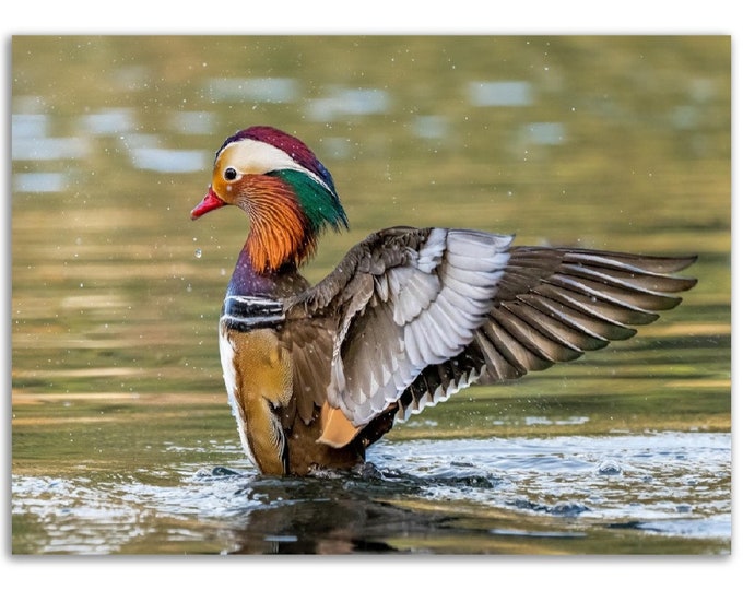 Bird Photography, Mandarin Duck, Bird Print, Wildlife Photography, Wall ...