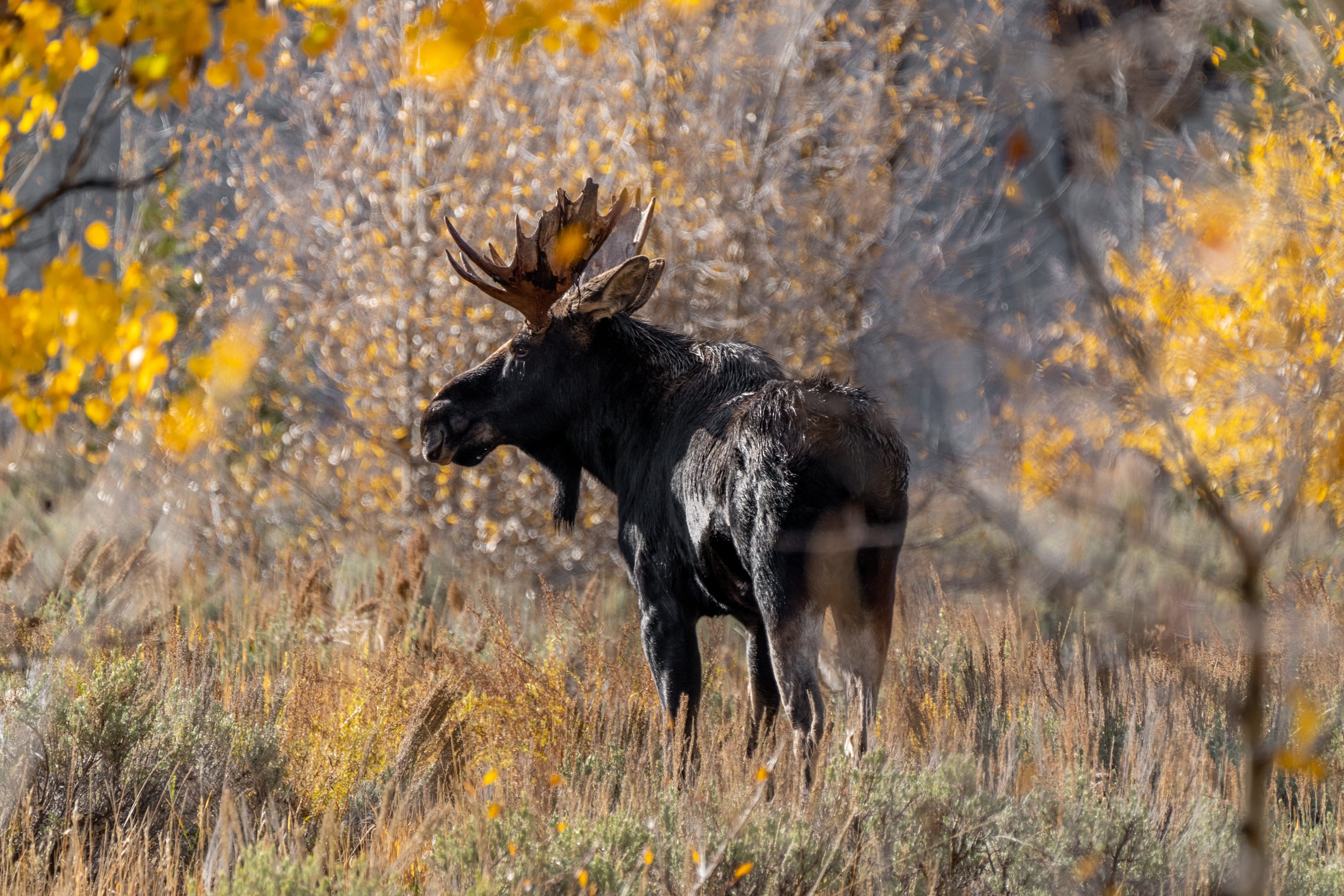 Digital Download, Moose, Wyoming, Bird Photography, Wildlife ...
