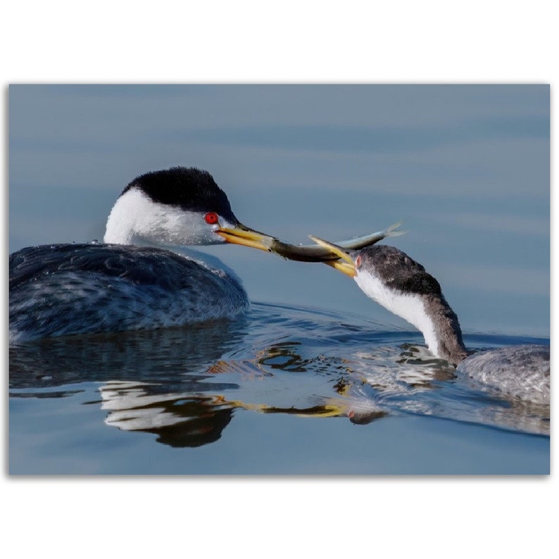 Bird Photography, Western Grebe, Baby Bird, Bird Print, Wildlife ...