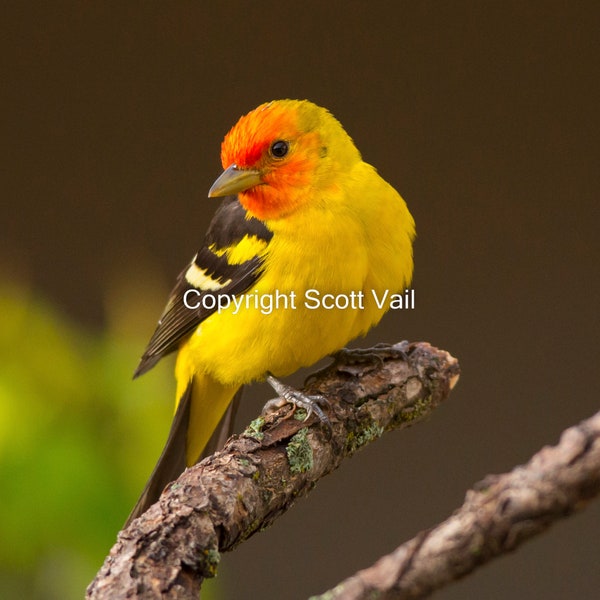 Western Tanager Art - Etsy