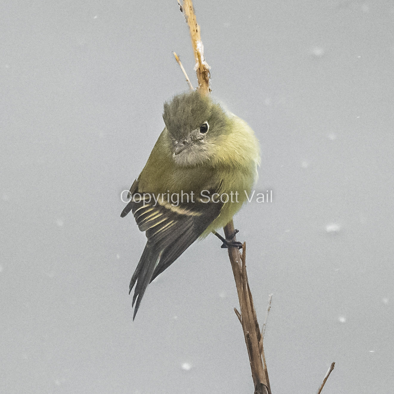 Cordilleran Flycatcher Flying