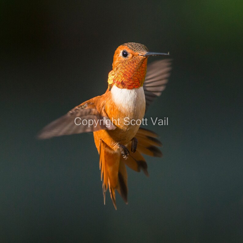 Male Rufous Hummingbird W Black Background W Wings Back - Etsy