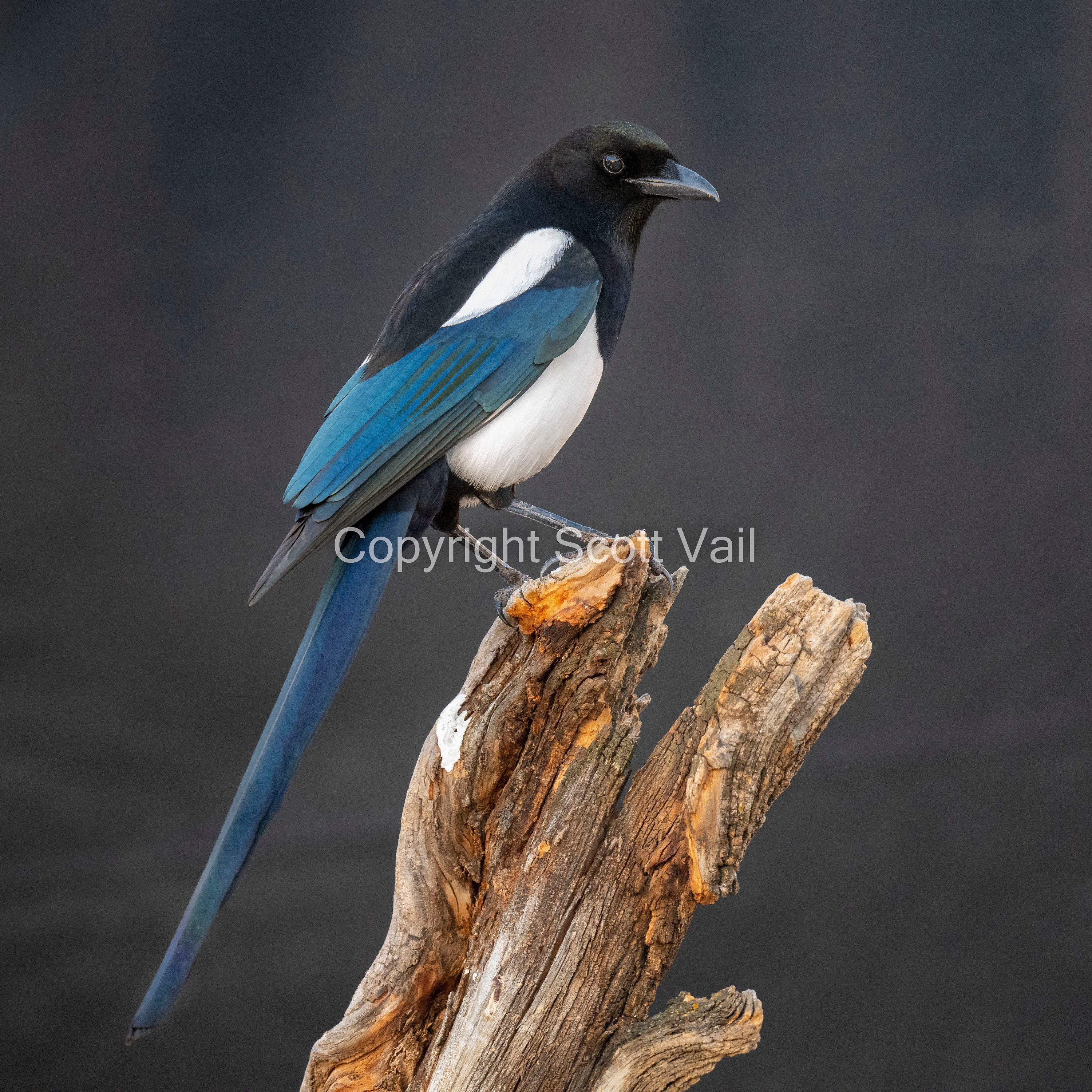 Black-billed Magpie - Etsy