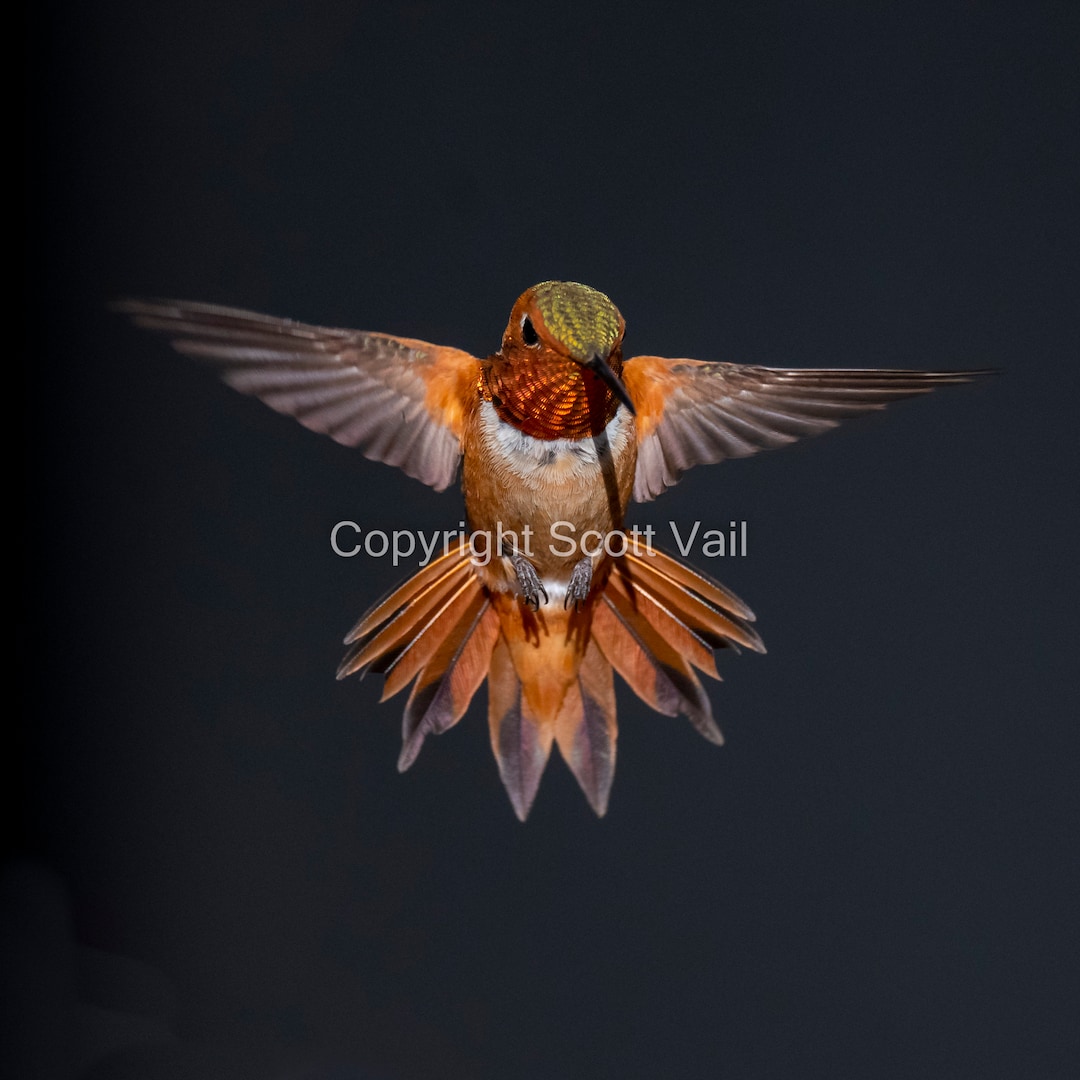 Male Rufous Hummingbird W Black Background W Wings Out - Etsy