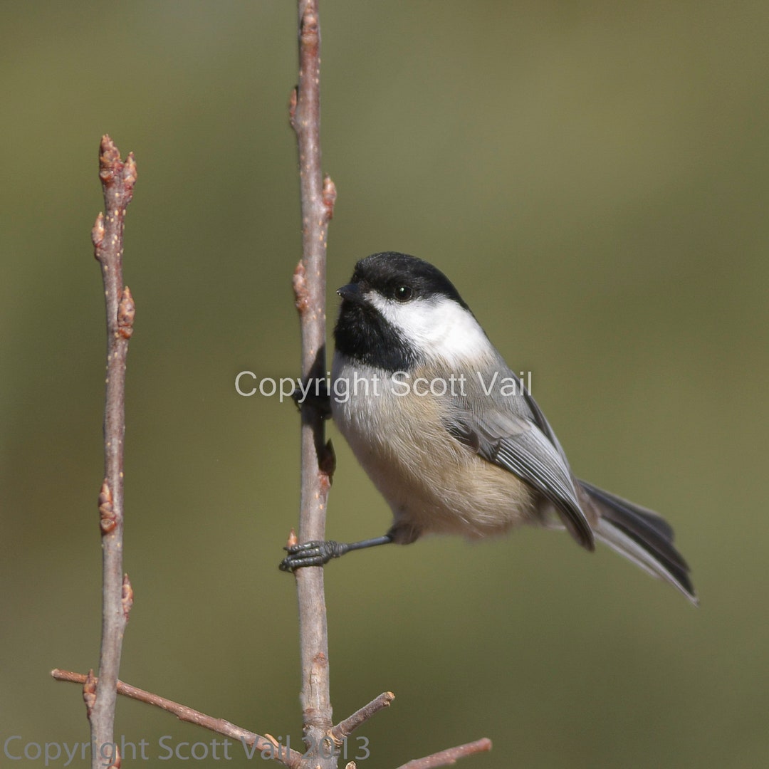 Black -crapped Chickadee - Etsy