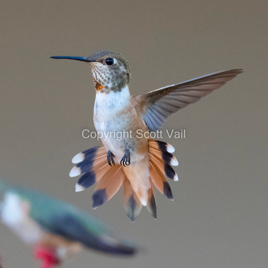 Male Rufous Hummingbird - Etsy
