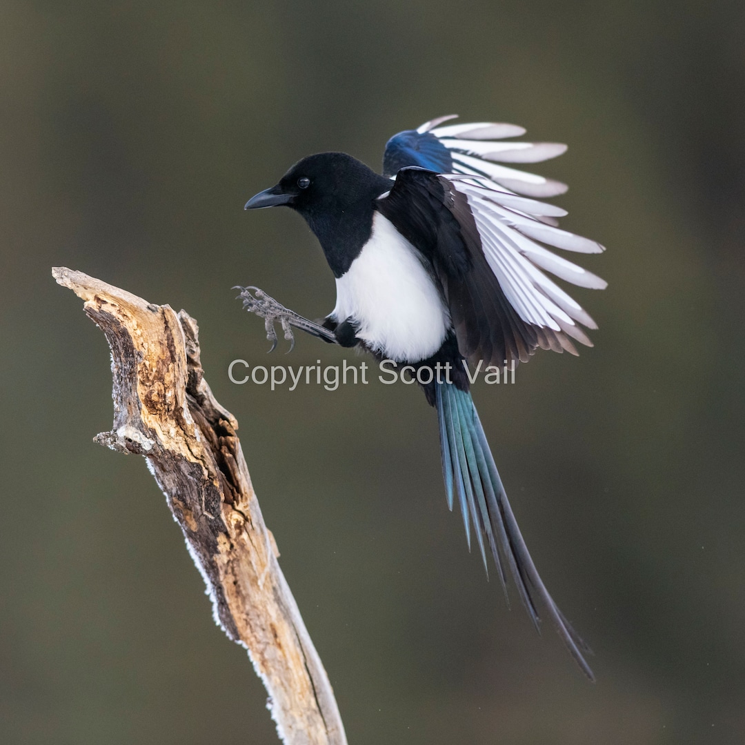 Magpie With Wings Out Landing on a Branch - Etsy
