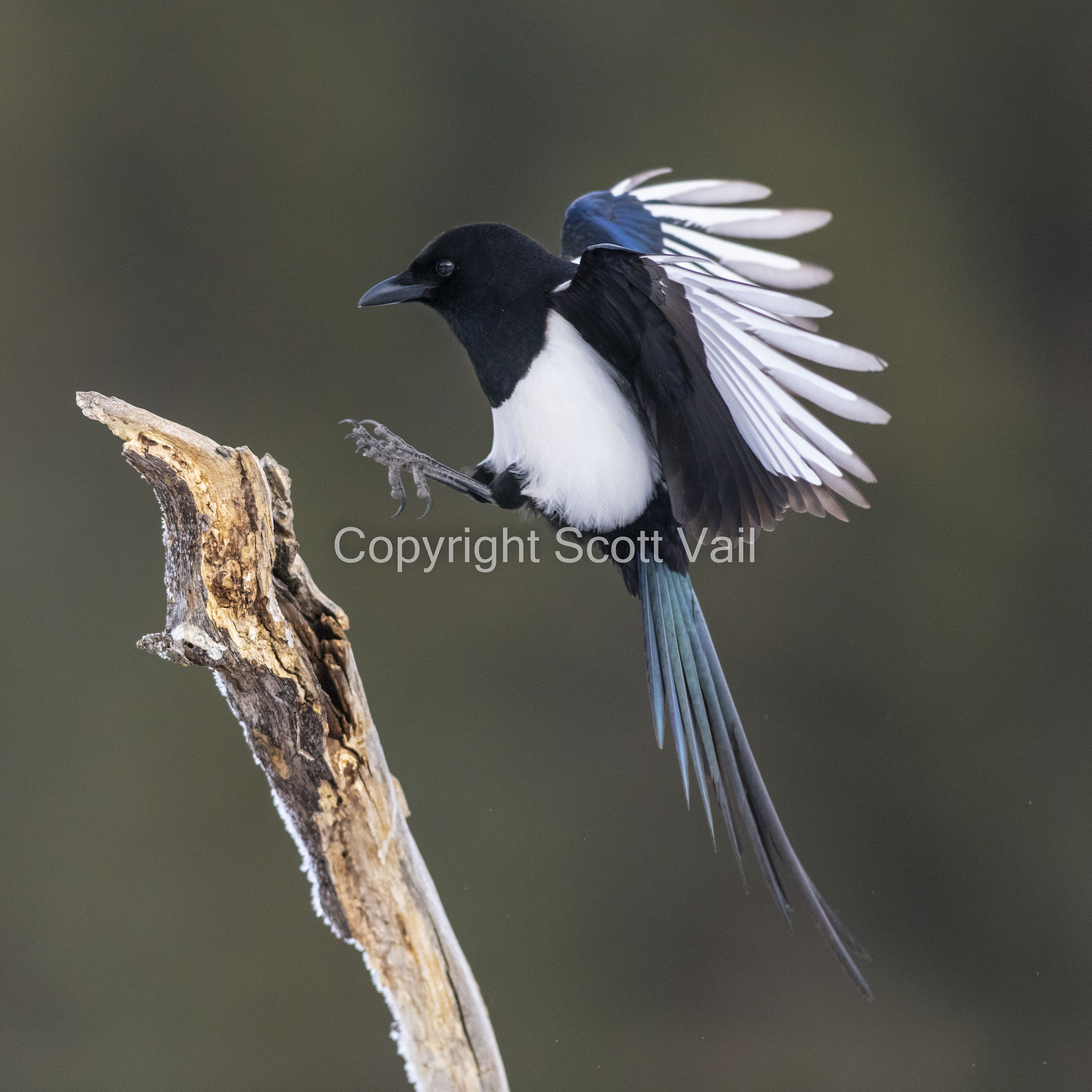 Magpie With Wings Out Landing on a Branch - Etsy
