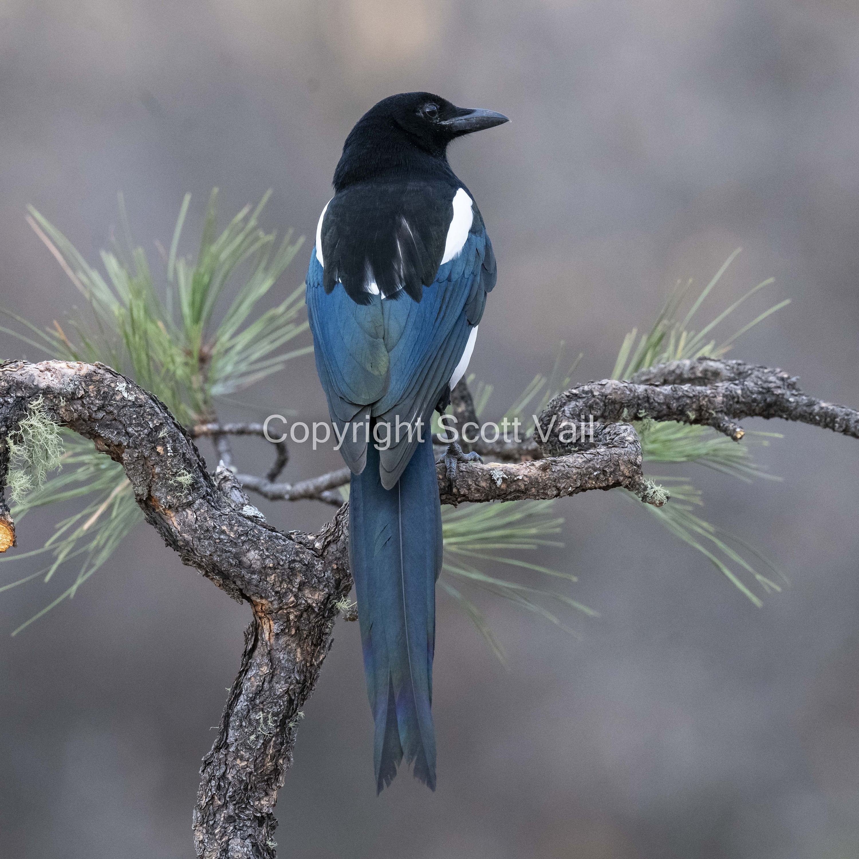 Magpie in the Pine Tree - Etsy