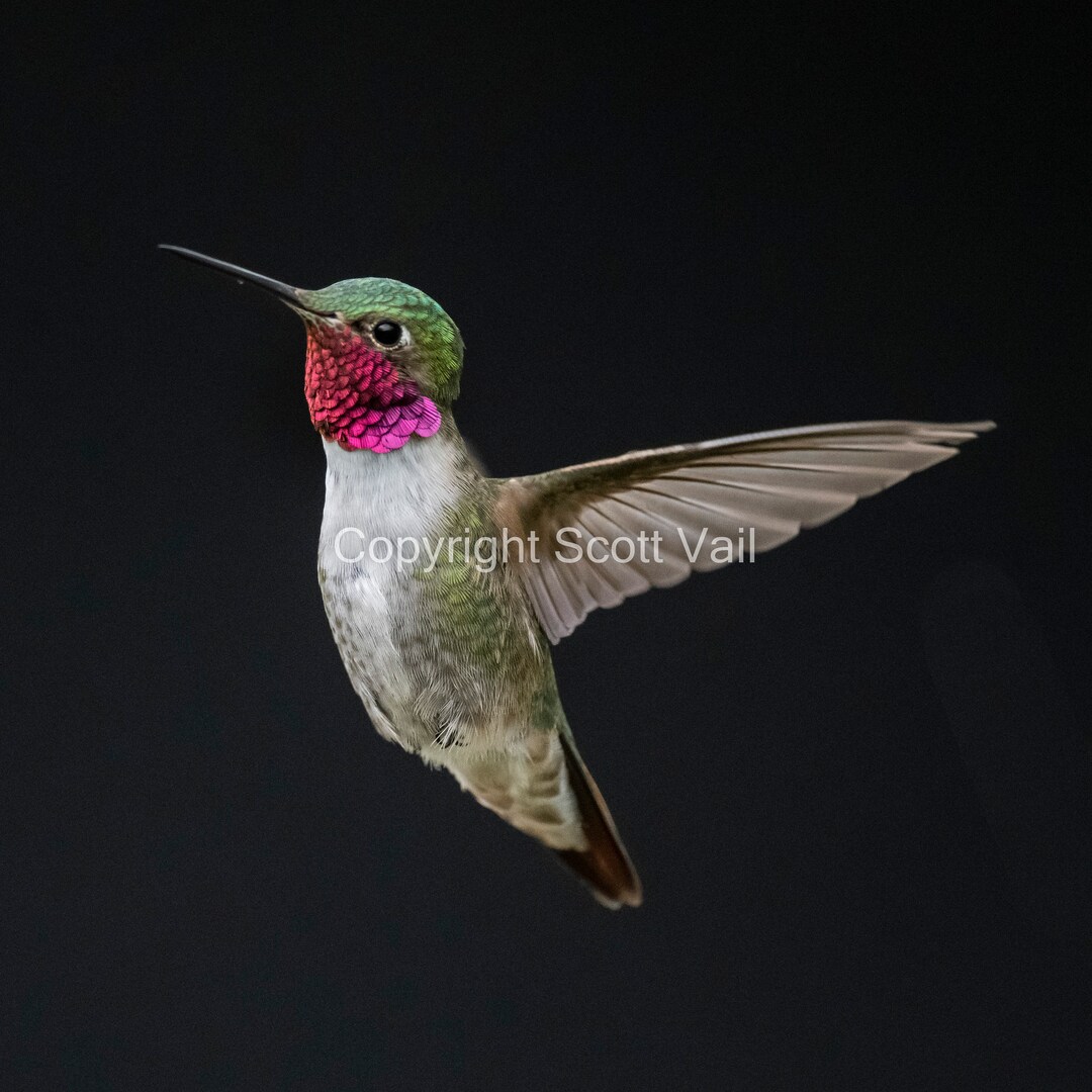 Broad- Tailed Hummingbird W Black Background - Etsy