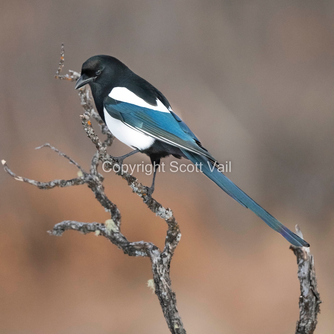 Magpie With Color Background - Etsy