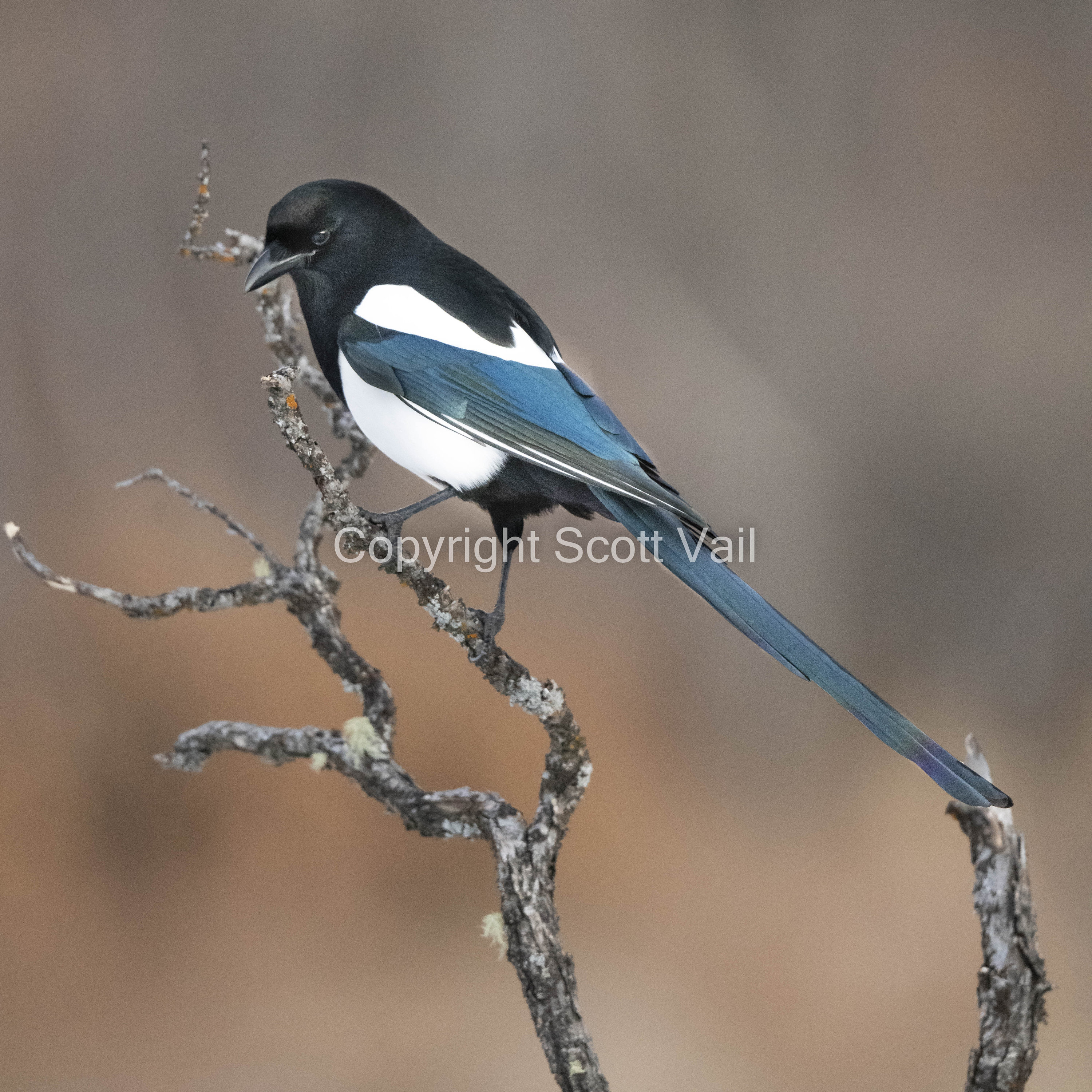 Magpie With Color Background - Etsy
