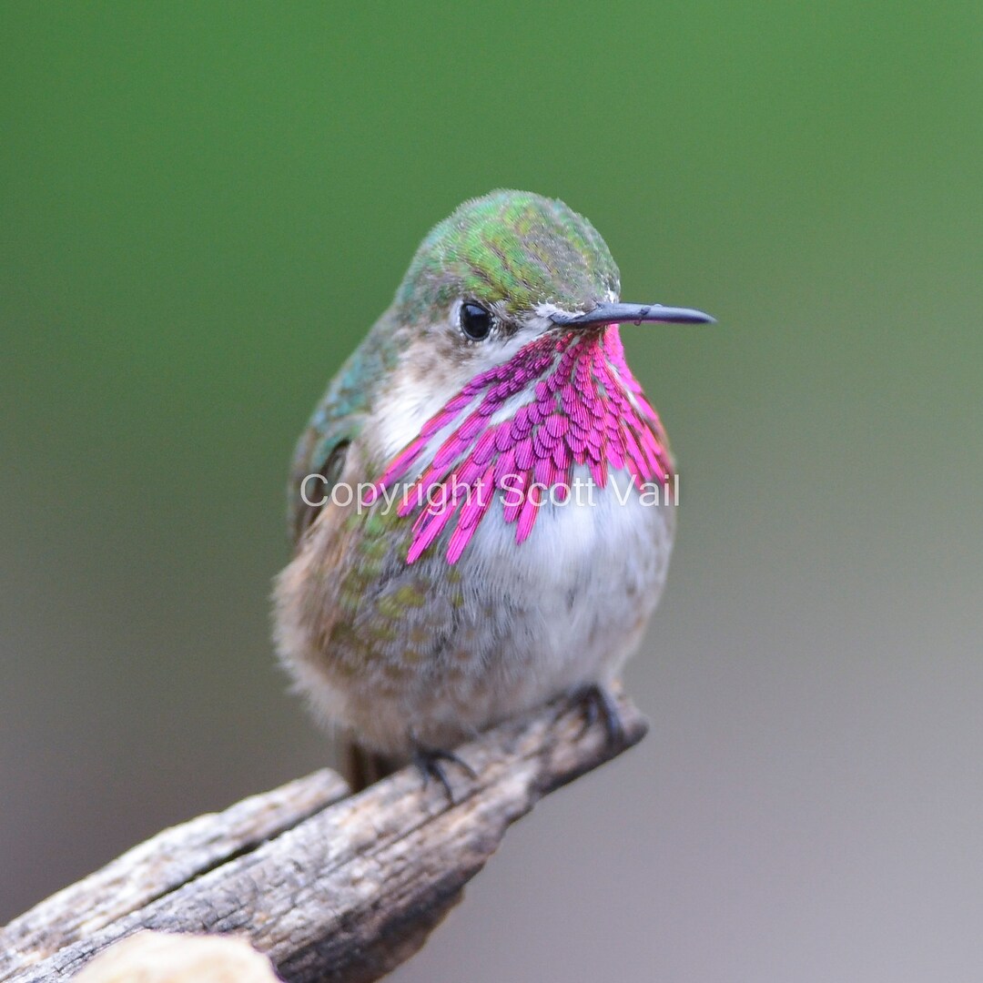 Calliope Hummingbird - Etsy
