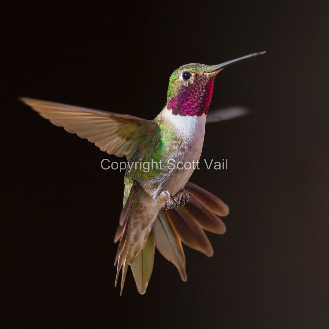 Broad- Tailed Hummingbird W Black Background Left Facing - Etsy