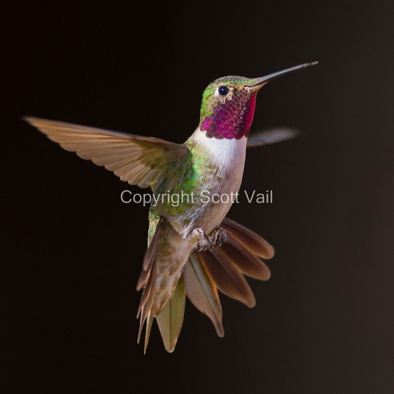 Broad- Tailed Hummingbird W Black Background Left Facing - Etsy
