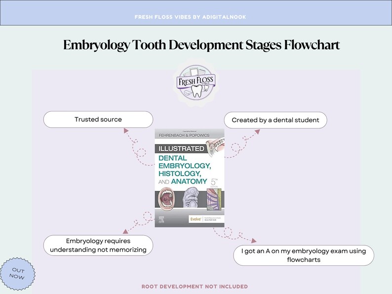 Tooth Development Stages Flow Chart | Dental Embryology Study Aid ...