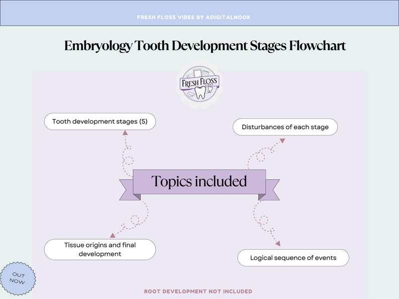 Tooth Development Stages Flow Chart | Dental Embryology Study Aid ...