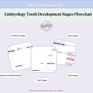 Tooth Development Stages Flow Chart | Dental Embryology Study Aid ...