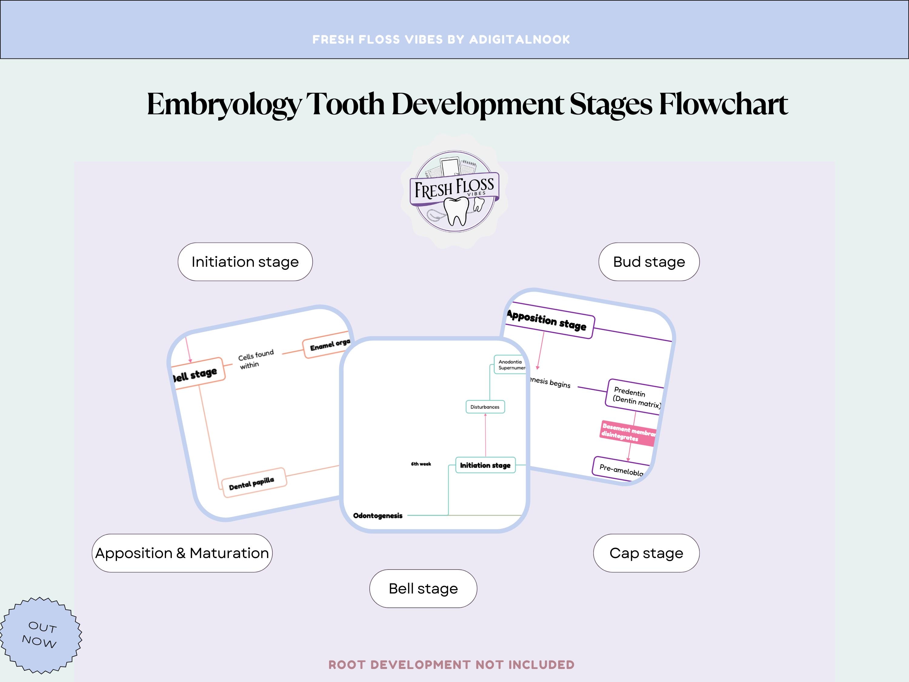 Tooth Development Stages Flow Chart | Dental Embryology Study Aid ...