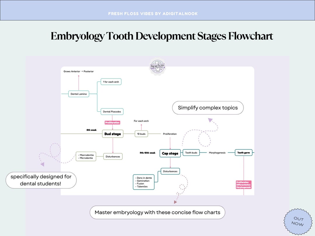 Tooth Development Stages Flow Chart | Dental Embryology Study Aid ...