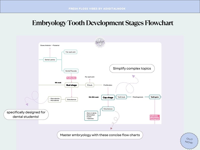 Tooth Development Stages Flow Chart | Dental Embryology Study Aid ...