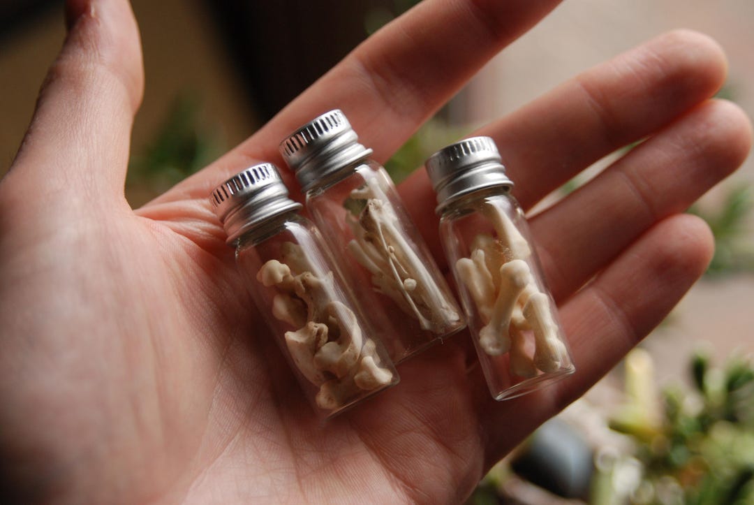 Foraged Small Animal Bone Curio Vials Set of 3 - Etsy