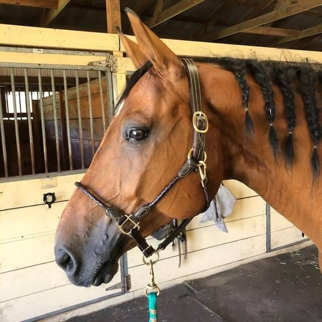 Brand New Premium Quality Braided Leather Halter With Matching - Etsy