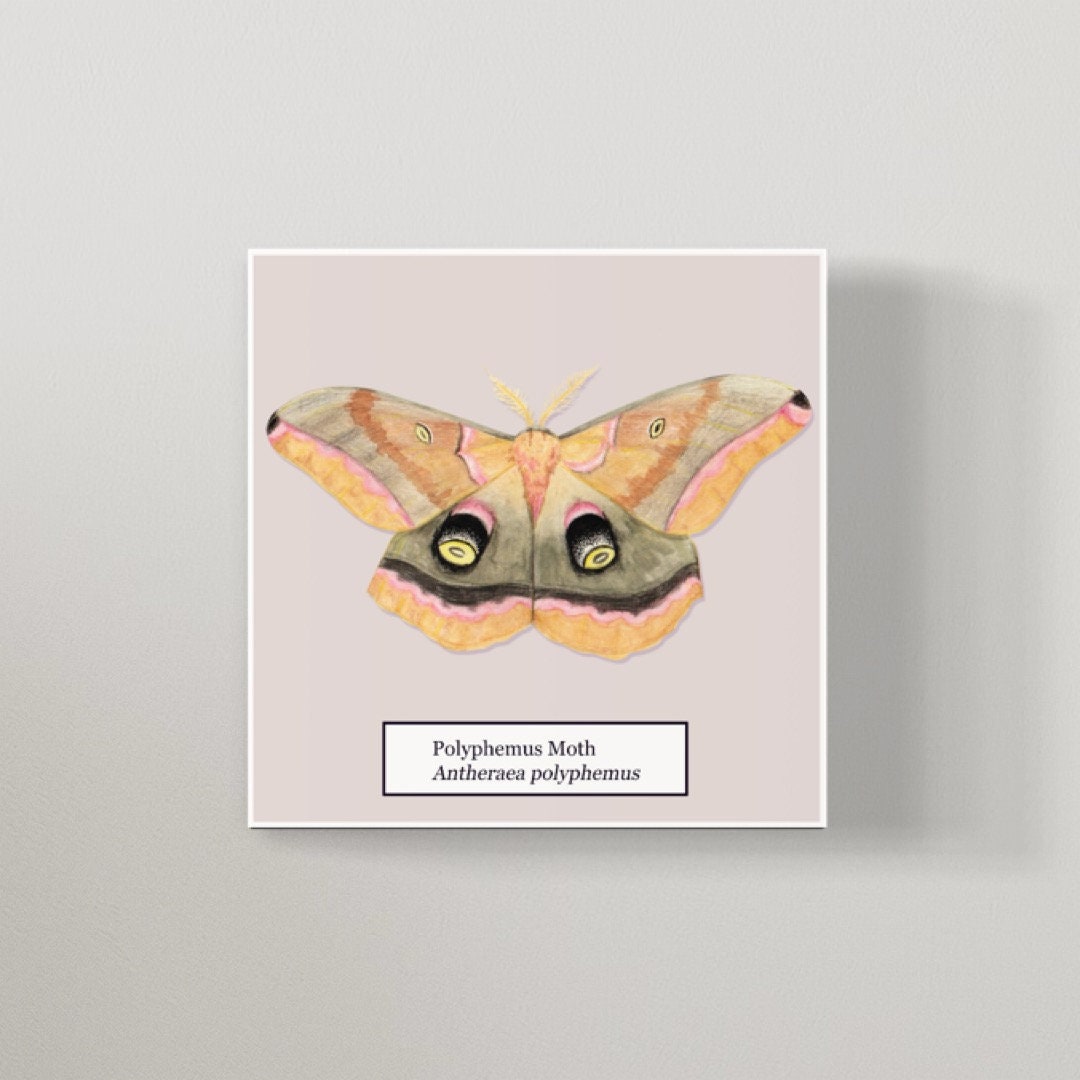 Polyphemus Moth Print - Etsy