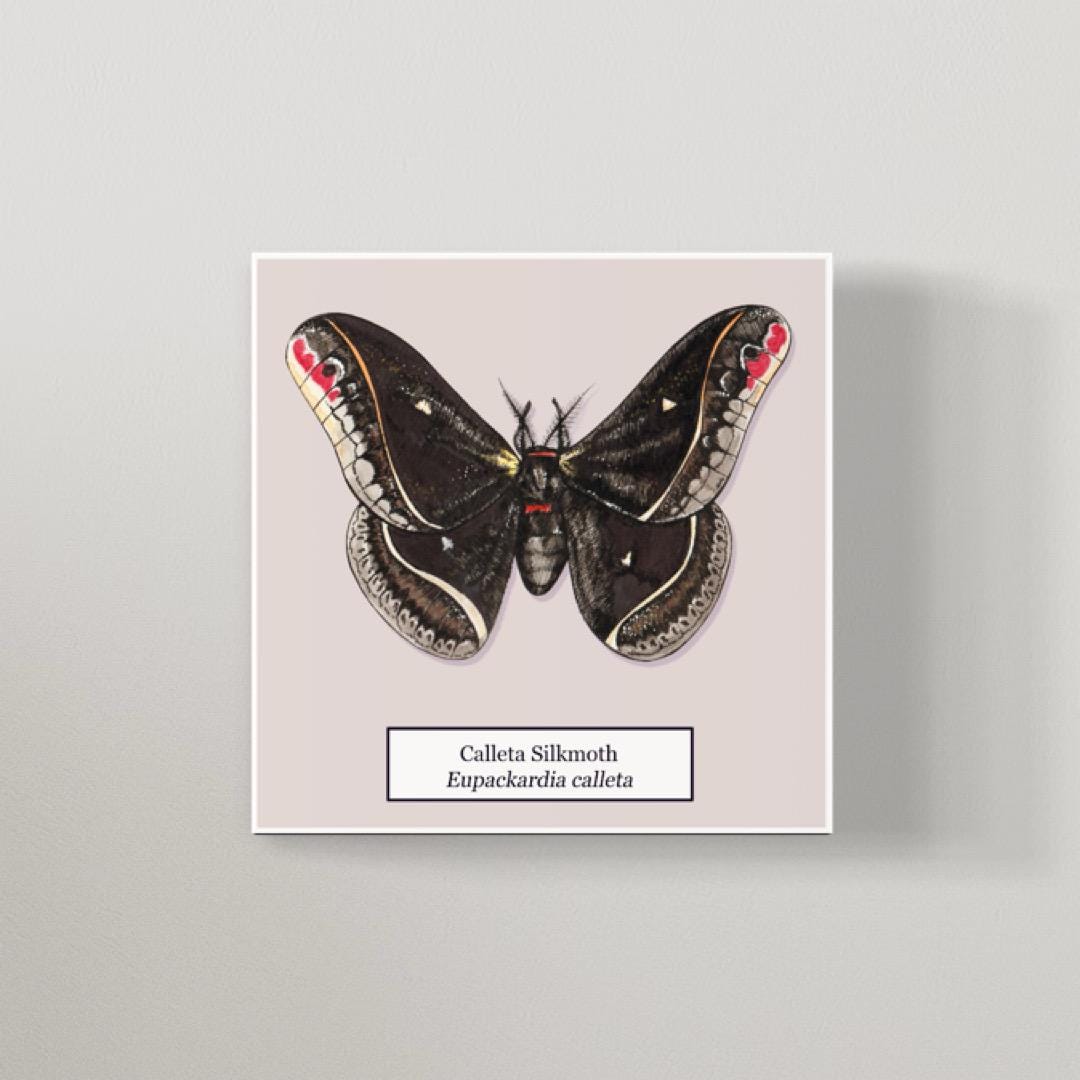 Digital Calleta Silkmoth Print - Etsy