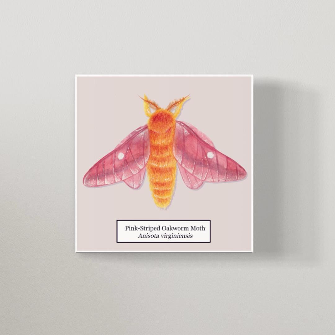 Digital Pink-striped Oakworm Moth Print - Etsy