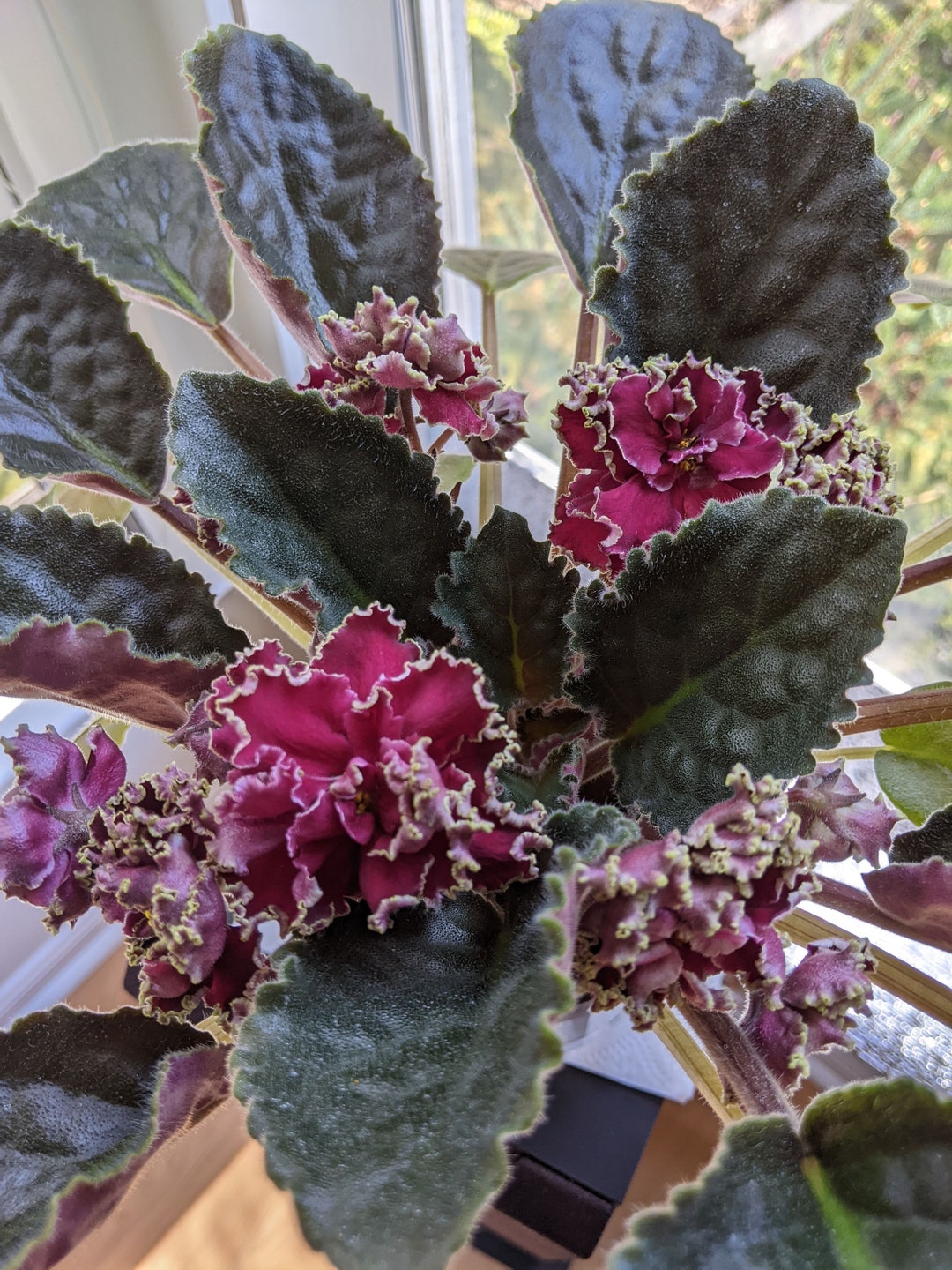African Violet Live Plant, Ko-pomegranate Wine - Etsy