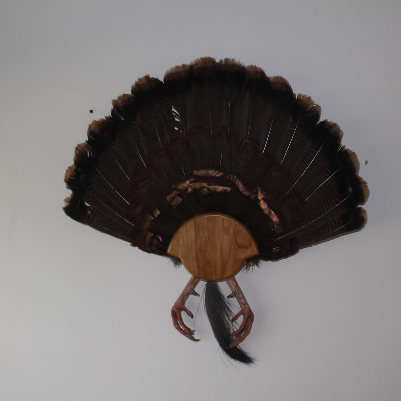 Turkey Fan Mount - Etsy