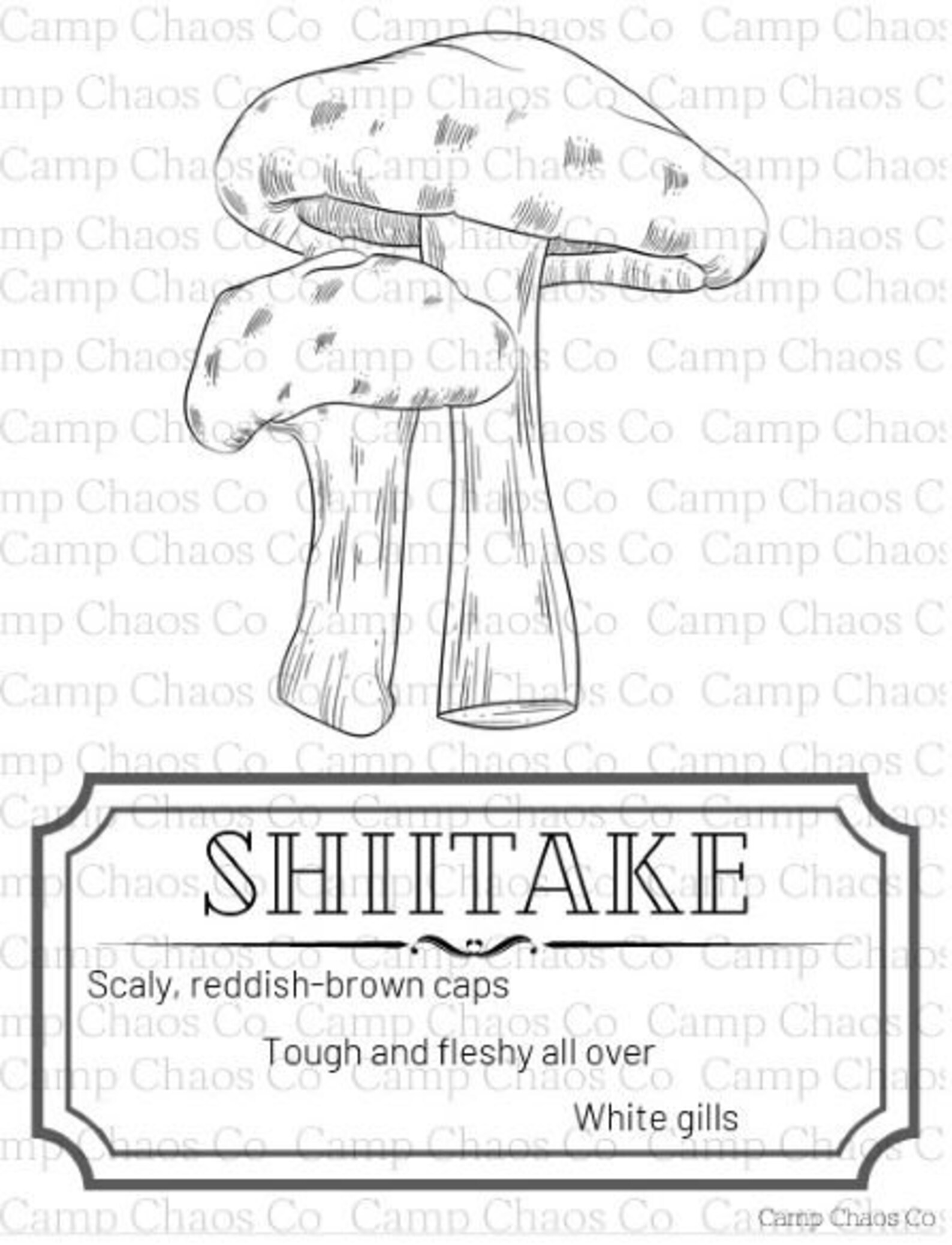 Printable Mushroom Coloring Page Bundle | Nature Coloring Activity ...