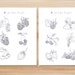 Fruit Coloring Sheet - Etsy