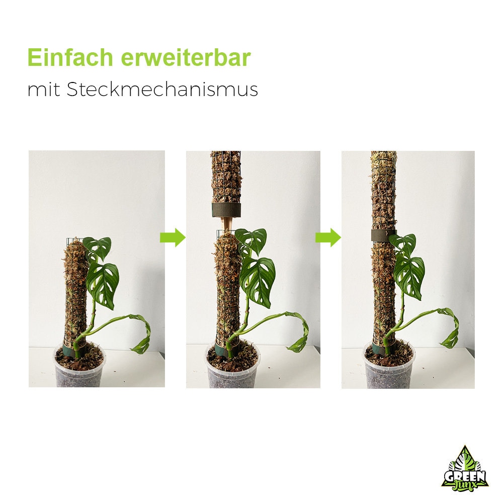 Moosstab Rankhilfe stapelbar Monstera Jungle Pflanzen Tropische ...