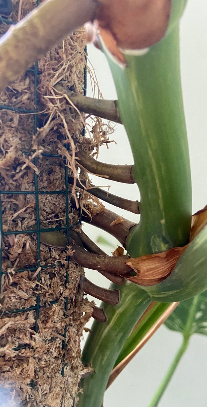 Moosstab Rankhilfe stapelbar Monstera Jungle Pflanzen Tropische ...