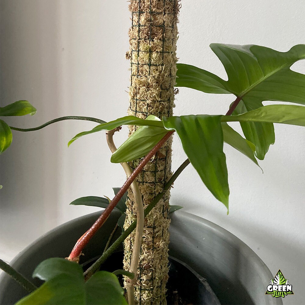 Moosstab Rankhilfe stapelbar Monstera Jungle Pflanzen Tropische ...