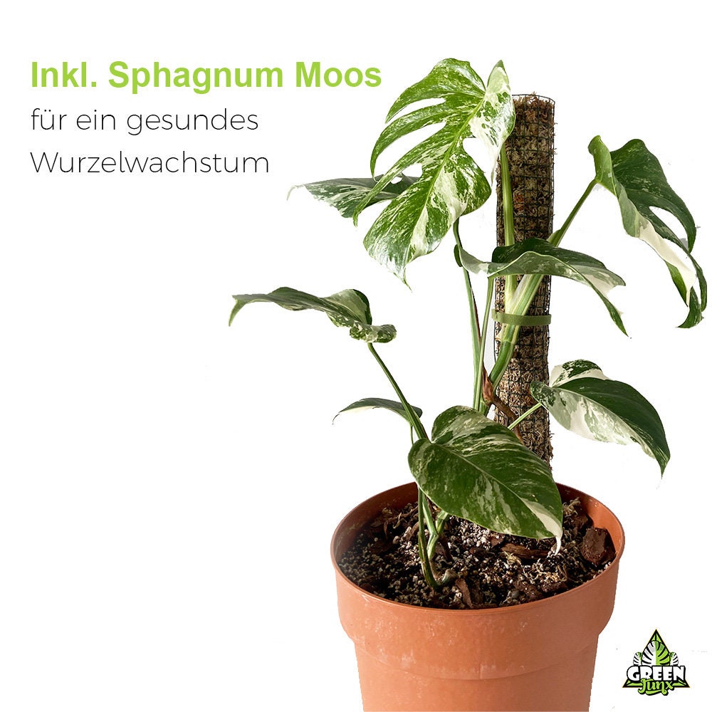 Moosstab Rankhilfe stapelbar Monstera Jungle Pflanzen Tropische ...