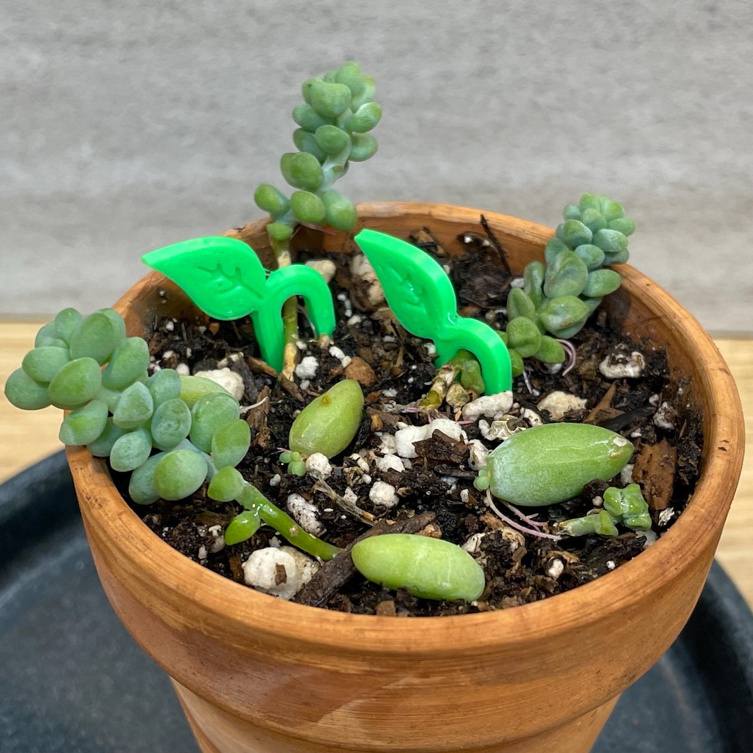 Leaf Plant Propagation Pins - 3D Printed for Cuttings and Propagation ...