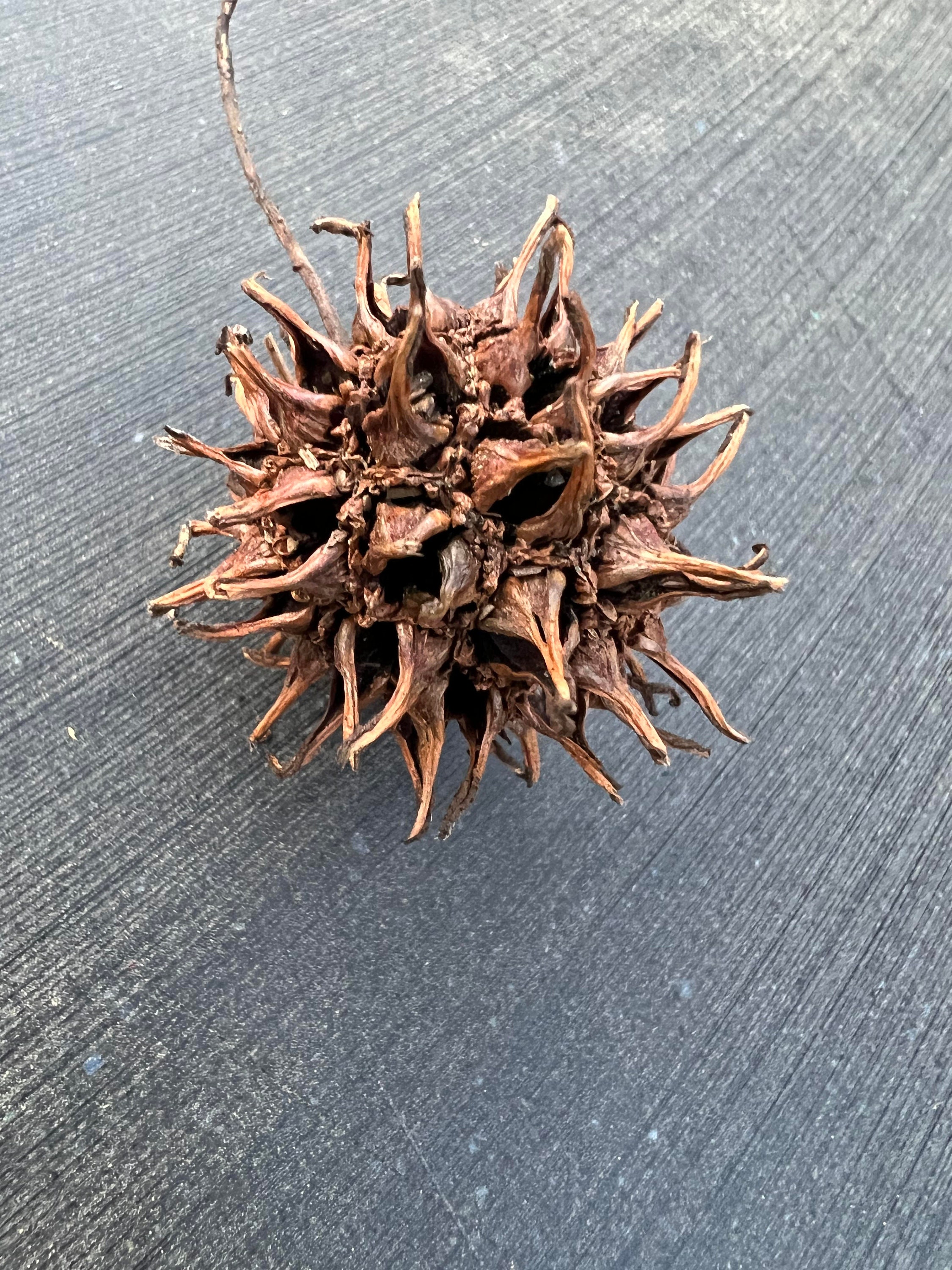 Alabama Sweet Gum Balls - Etsy