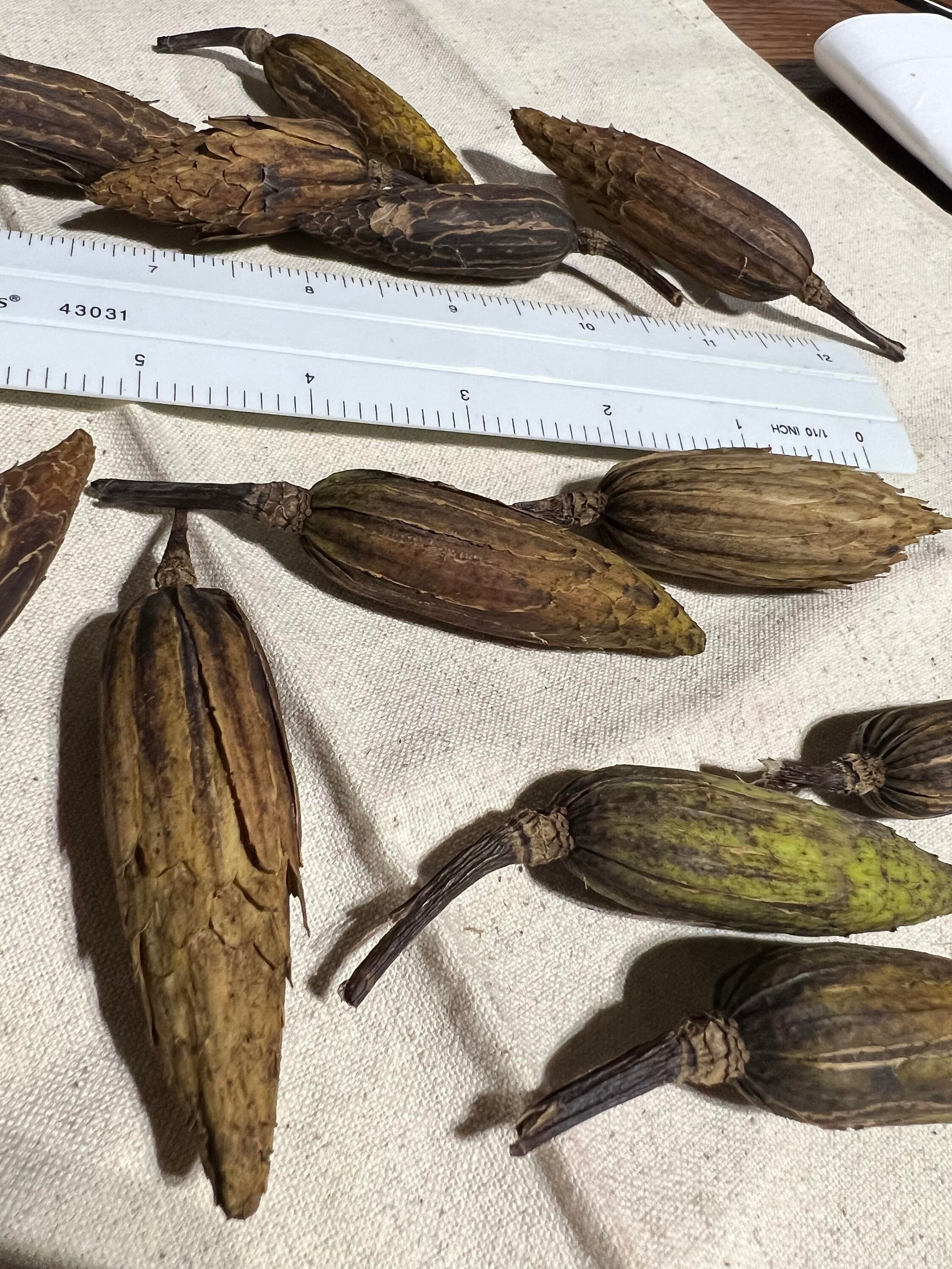 7 Tulip Tree Seed Pods Dried Samaras Liriodendron Tulipifera Etsy
