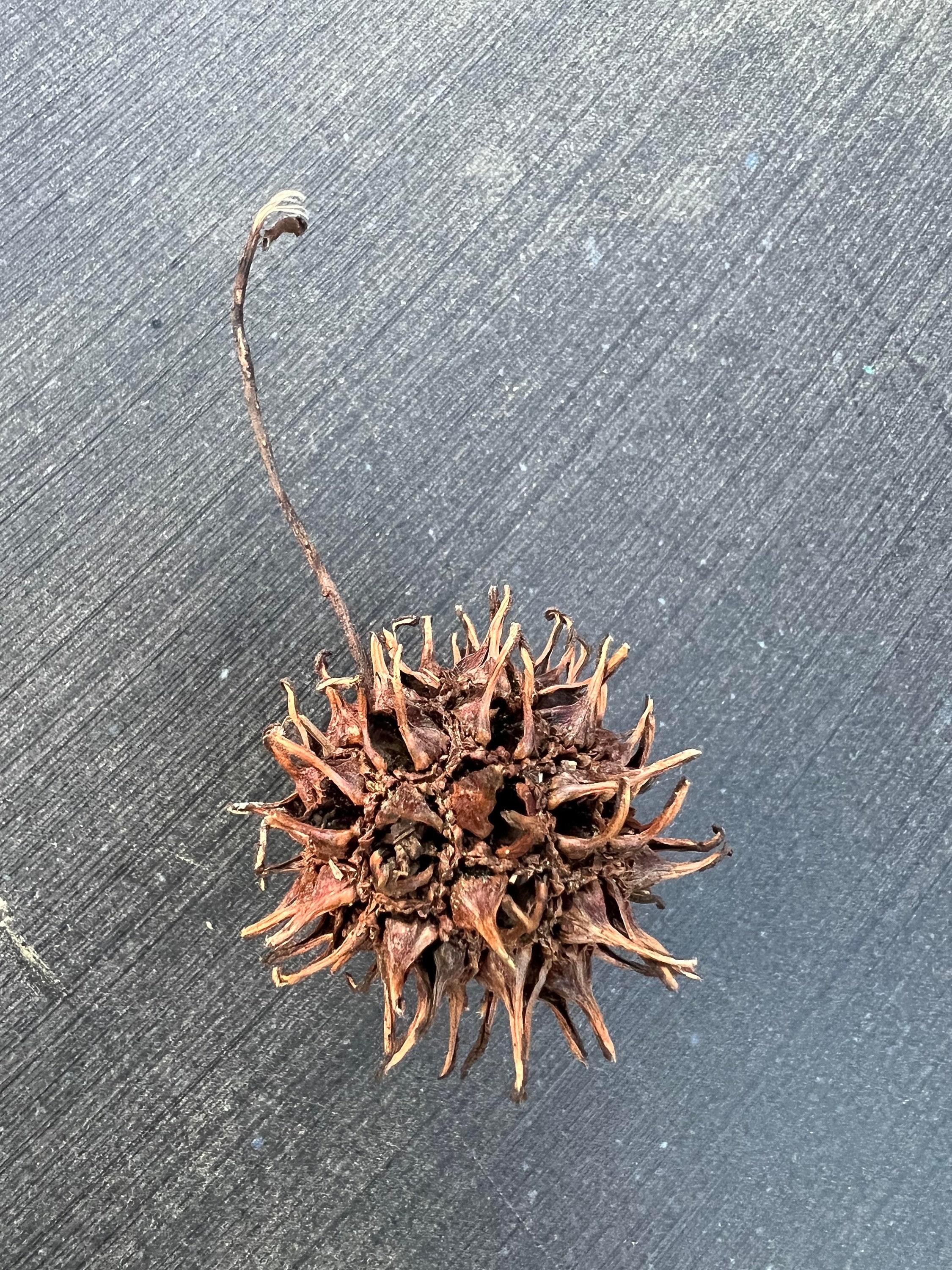 Alabama Sweet Gum Balls - Etsy