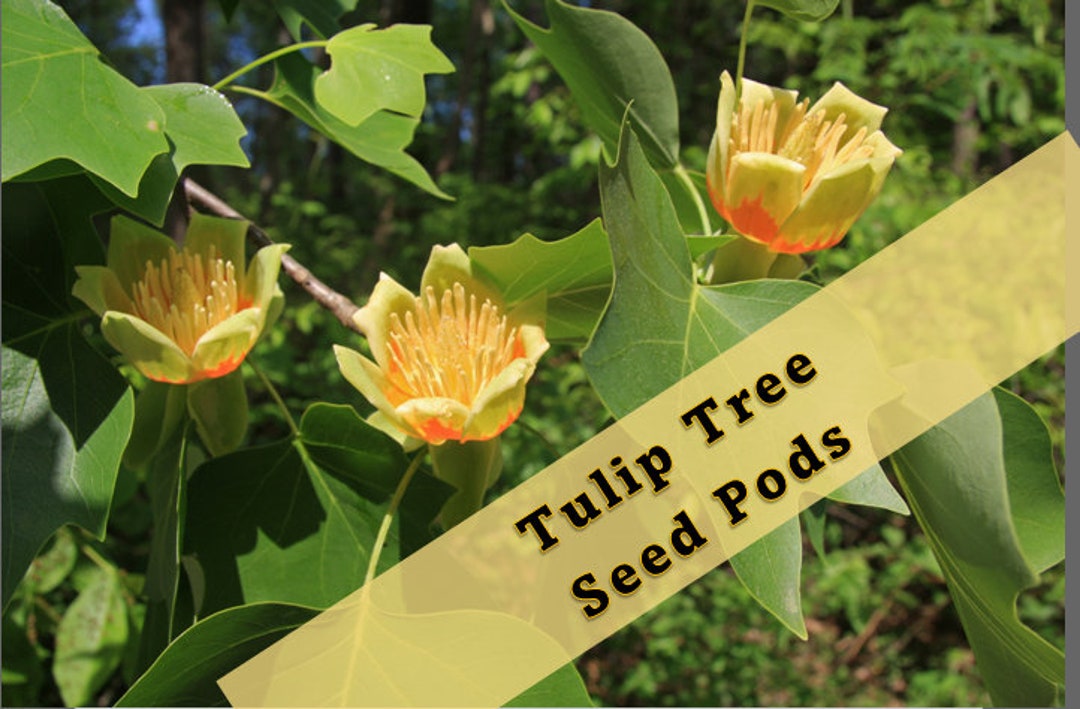 7 Tulip Tree Seed Pods Dried Samaras Liriodendron Tulipifera Etsy