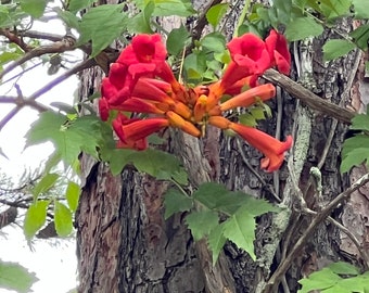 Dark Red Hummingbird Trumpet Vine Seeds - Etsy