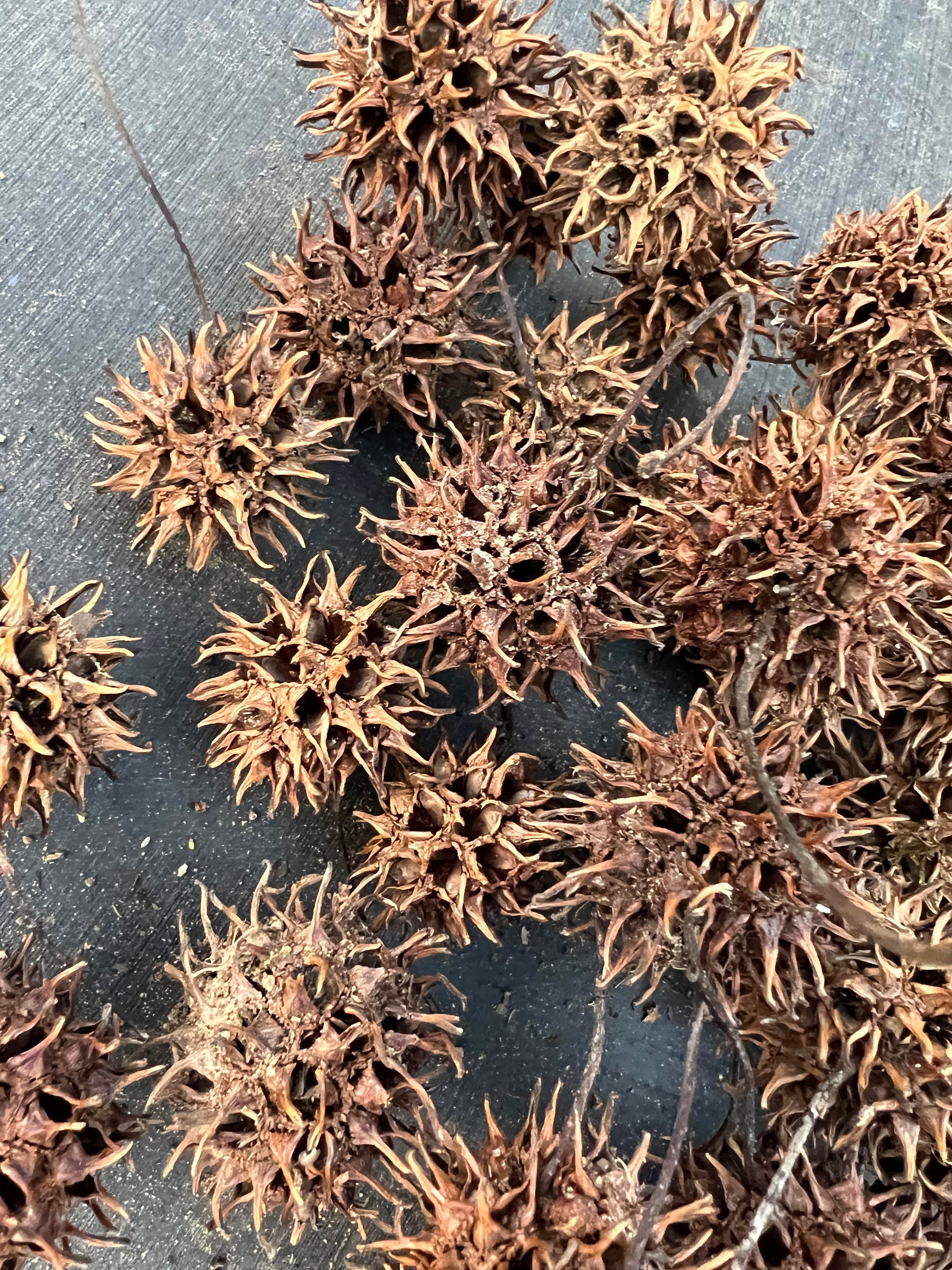 Alabama Sweet Gum Balls - Etsy