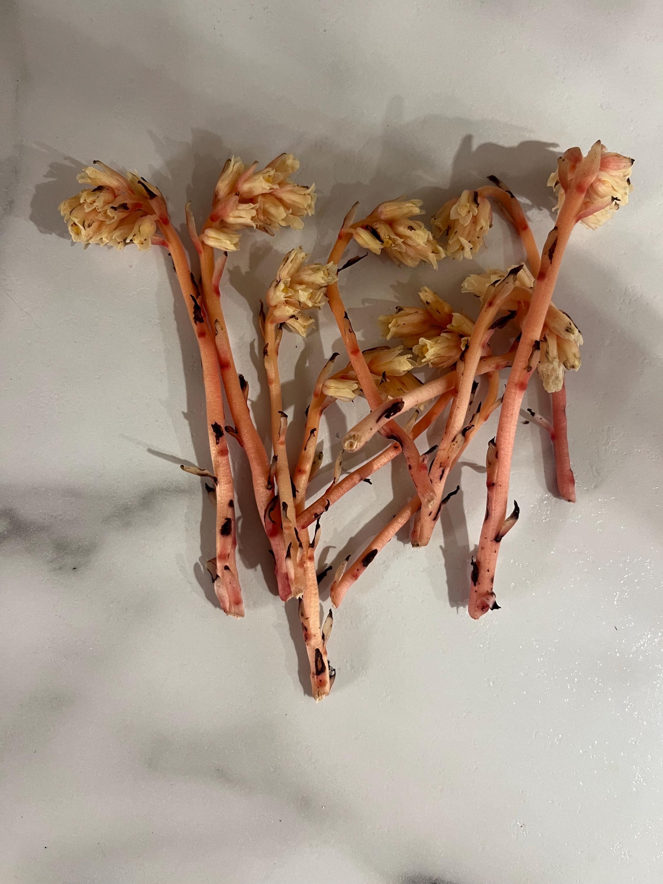 Pinesap- Red Ghost Pipe Tincture - Etsy